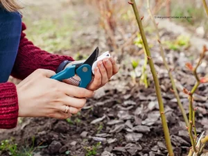 كيفية تنظيف شفرة أداة التشذيب؟ - WD-40 Africa